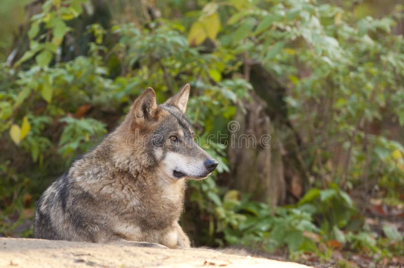 Gray Wolf Sitting stock image. Image of nature, wildlife - 29643249