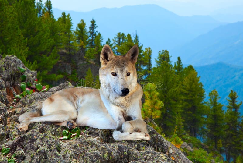 Gray wolf lays on rock stock photo. Image of single, captivity - 79189516