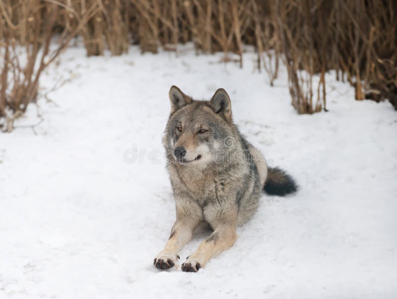 Gray Wolf Lies in the Snow Against Background of Trees Stock Image ...