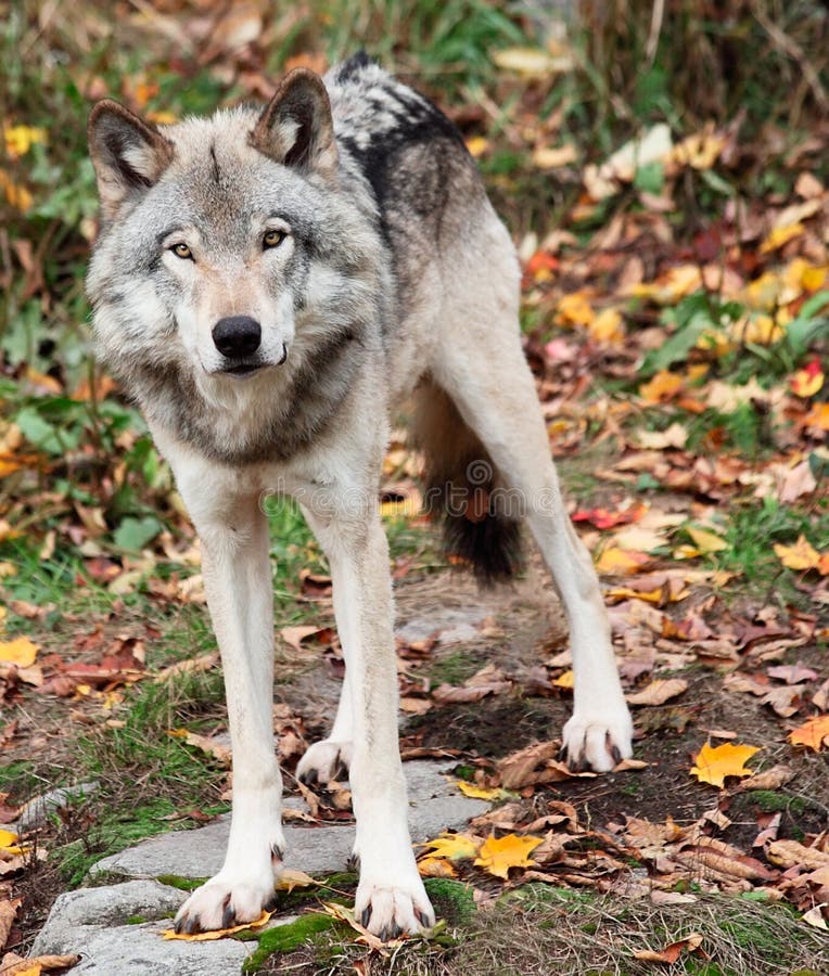 Gray Wolf stock image. Image of wildlife, undomesticated - 16422731