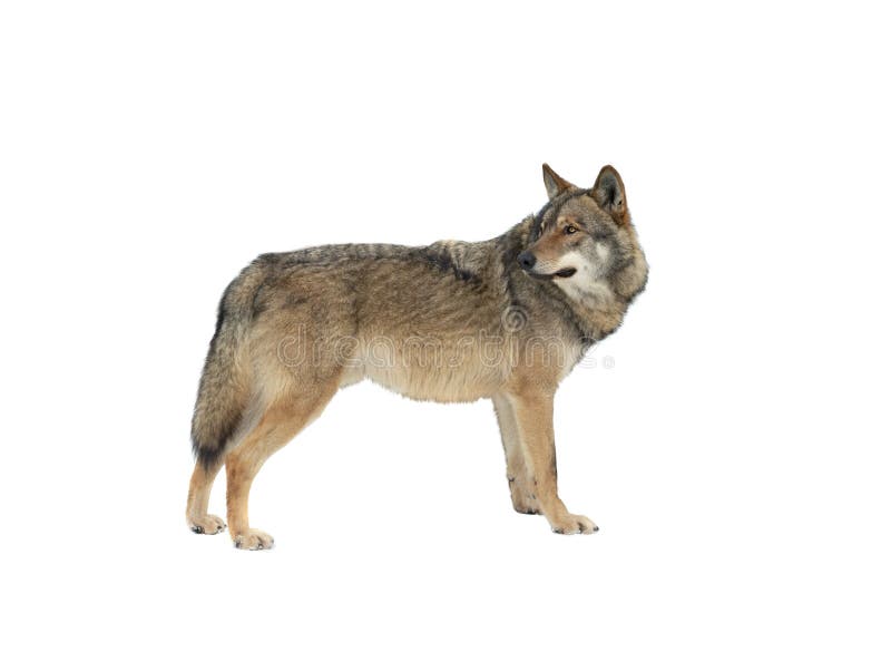 Two wolves side by side stock photo. Image of wolf, stand - 6889068