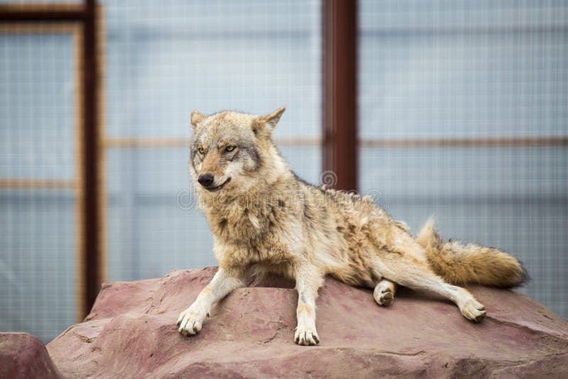 Gray Wolf Lying on the Rock Stock Photo - Image of beast, grassland ...