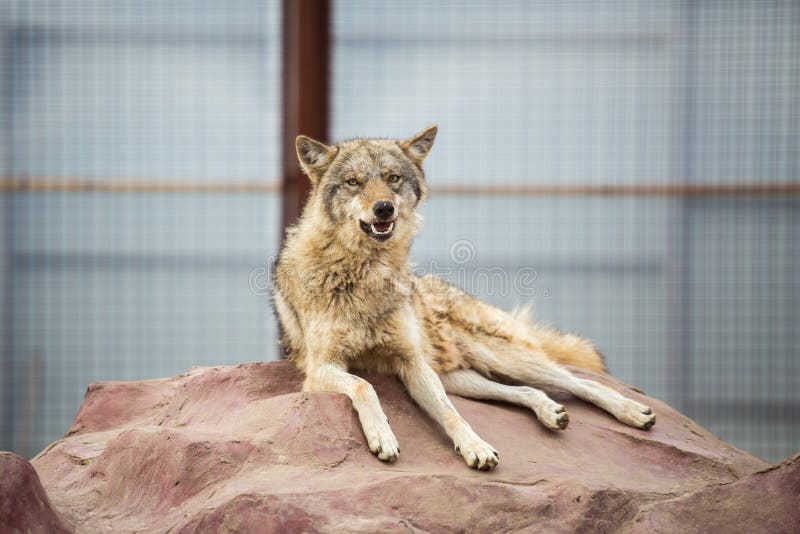 Gray Wolf Lying on the Rock Stock Photo - Image of animal, grey: 93509982