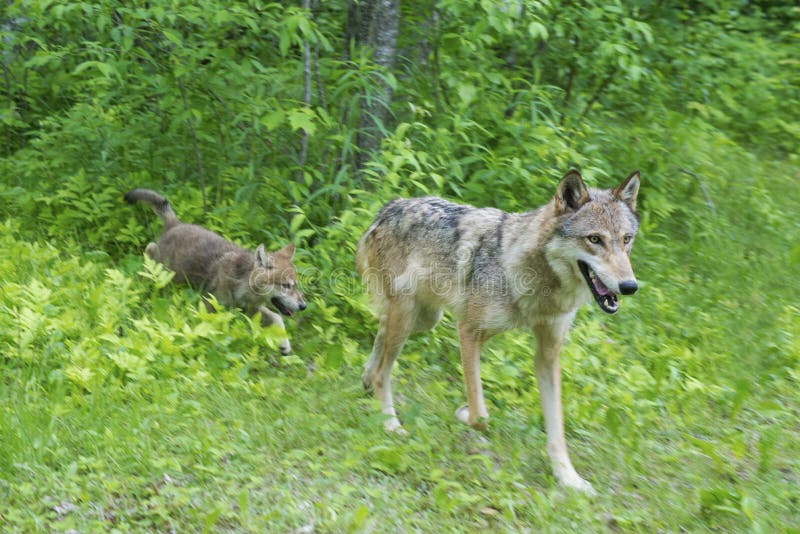 Gray Wolf Met Jong in Groen Gras Stock Foto - Image of baby ...