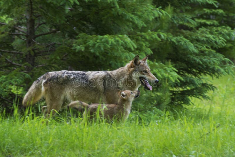 Mutter Gray Wolf Mit Drei Welpen Stockfoto - Bild von hund, frech: 42084860