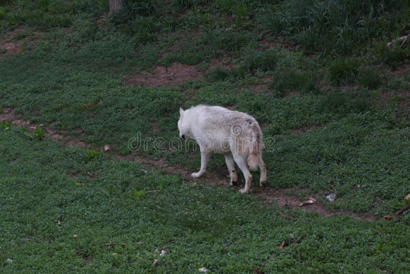Gray Wolf on a Mountain Trail Stock Image - Image of hunting, closeup ...