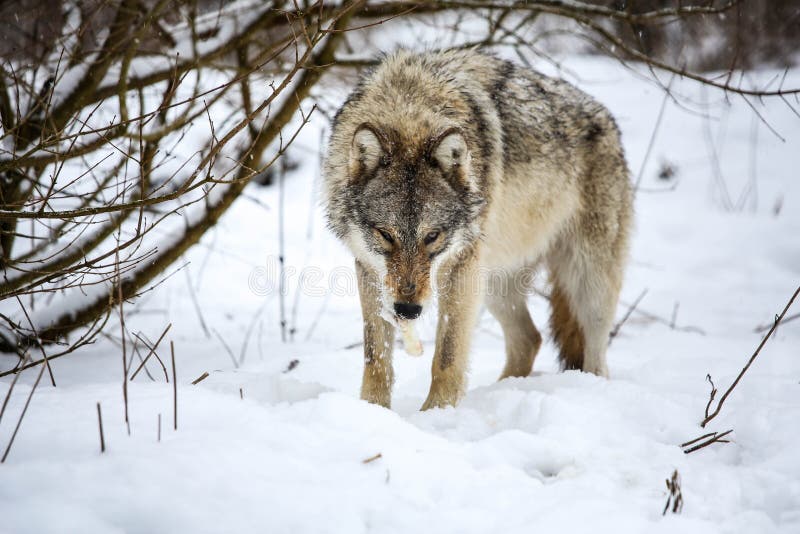Gray Wolf in Winter Snowing Stock Photo - Image of wolves, winter ...