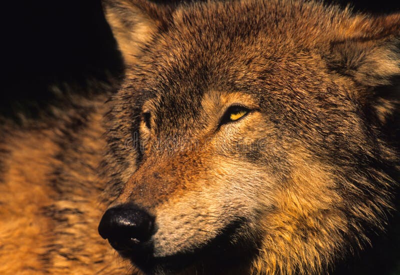 Gray Wolf Portrait stock image. Image of wildlife, animal - 17108937
