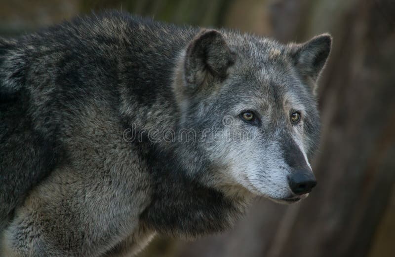 Gray wolf portrait stock photo. Image of nature, lovely - 63230234