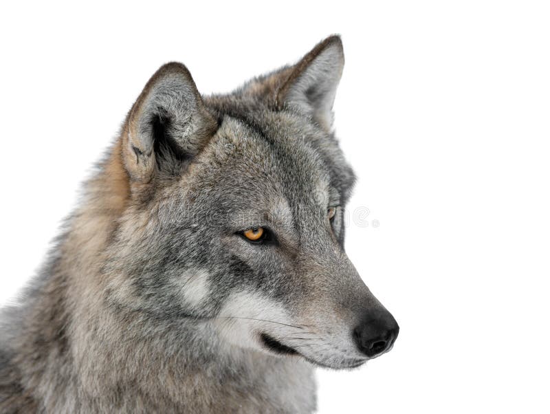 3,225 Timber Wolf Face White Background Stock Photos - Free & Royalty ...