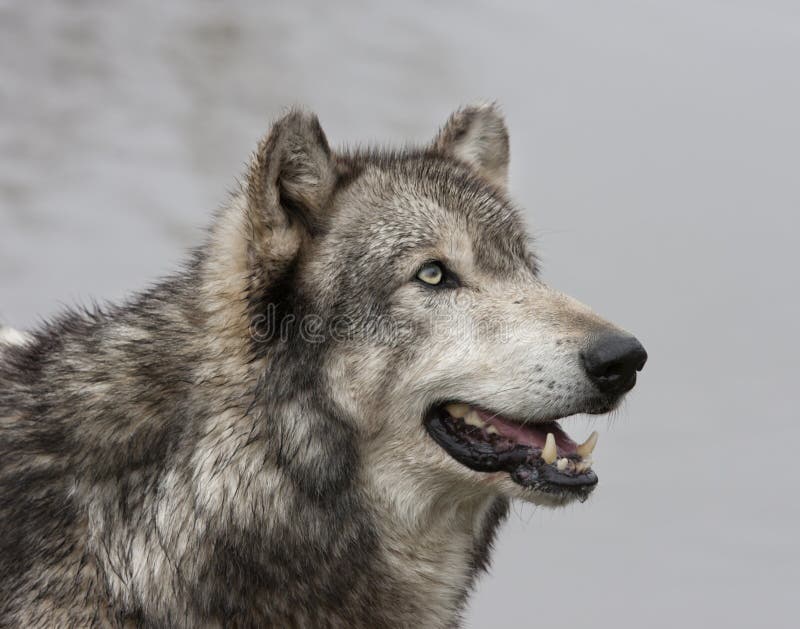 Gray Wolf Portrait Profile Mit See Im Hintergrund Stockfoto - Bild von ...