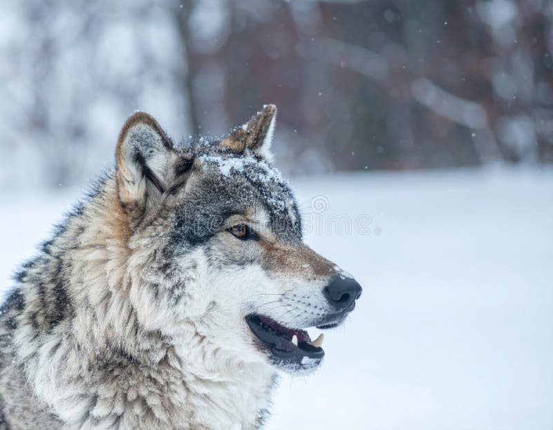 Gray Wolf Profile with Snow on Fur in a Winter Forest Landscape ...