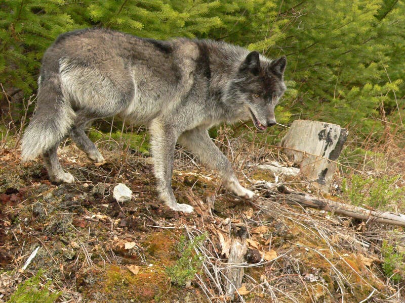 Male Gray Wolf stock photo. Image of watch, canid, powerful - 678020