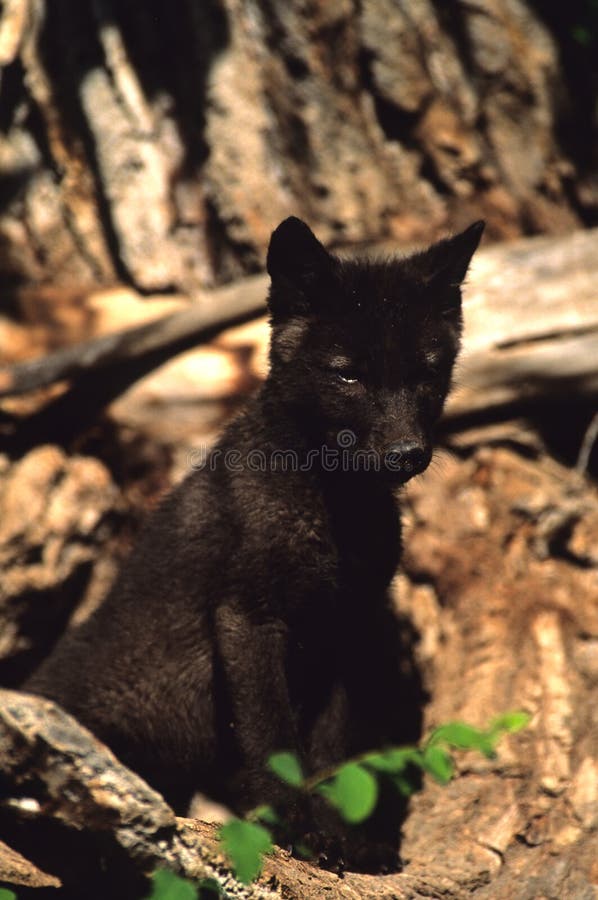 1,432 Black Wolf Pup Stock Photos - Free & Royalty-Free Stock Photos ...