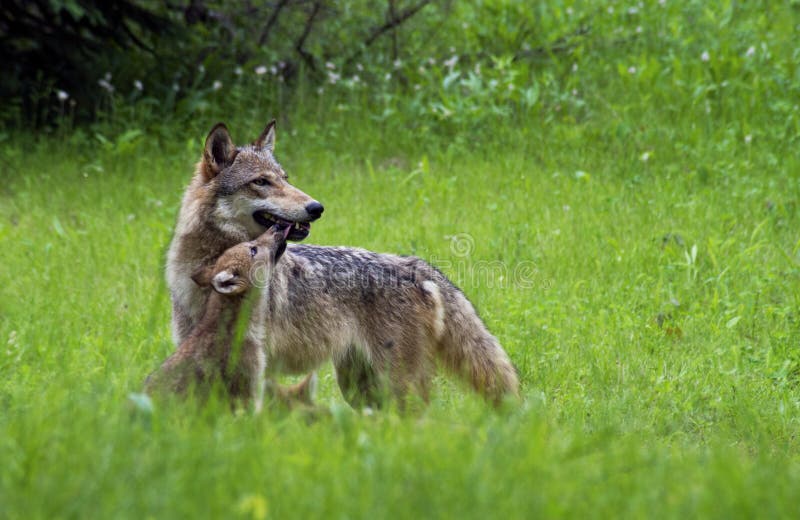 Gray Wolf with Pup in Green Grass. Stock Photo - Image of baby, grey ...