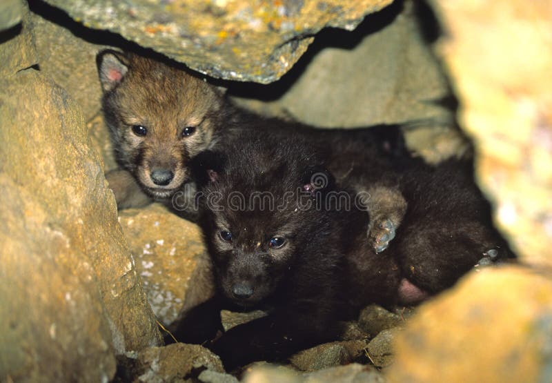 Gray Wolf Pups in Den stock image. Image of young, nature - 10705761