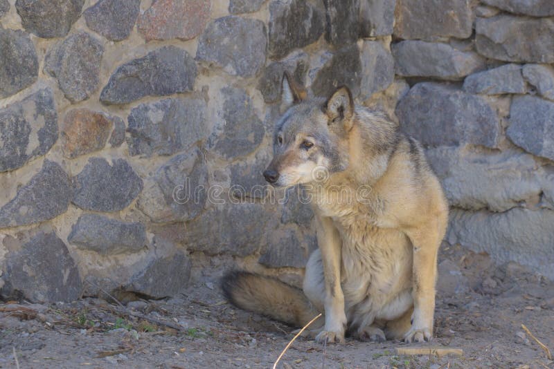 The Gray Wolf is Resting on the Rocks. Stock Image - Image of muzzle ...