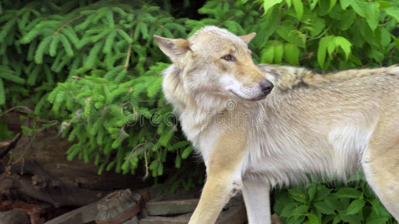 The Gray Wolf Runs in the Zoo, Close-up. Stock Footage - Video of ...