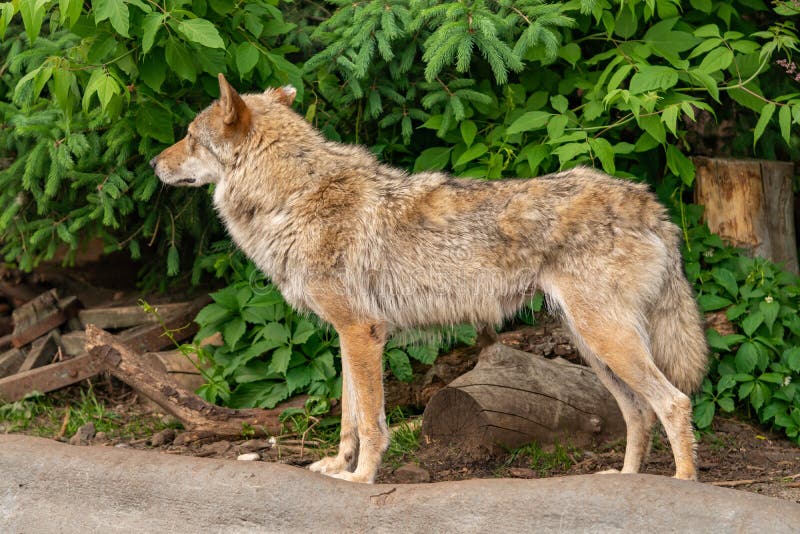 The Gray Wolf Runs in the Zoo, Close-up Stock Photo - Image of grey ...