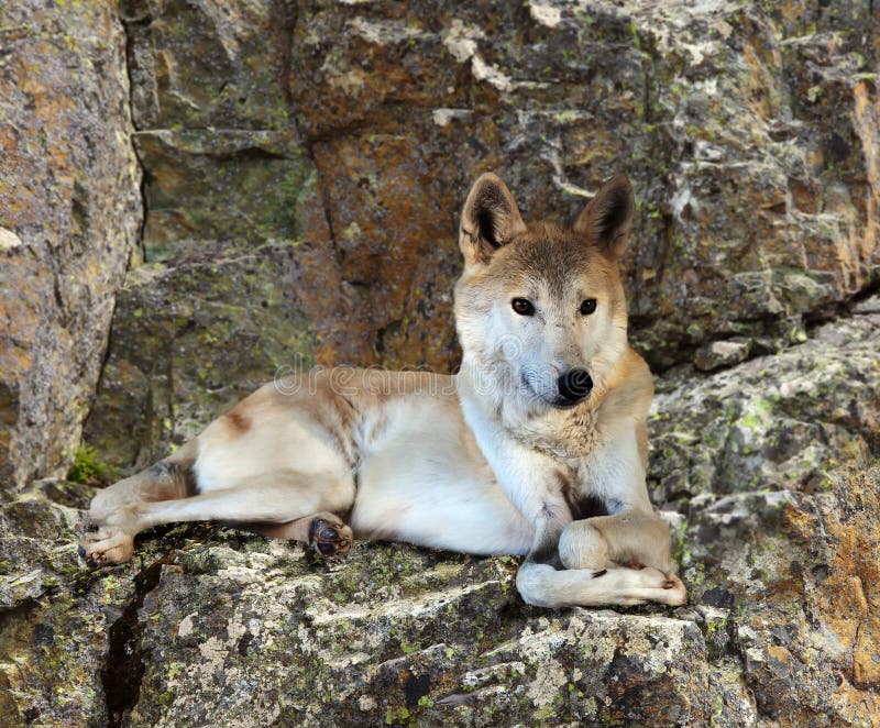 Gray wolf sits on rock stock photo. Image of wilderness - 74332910