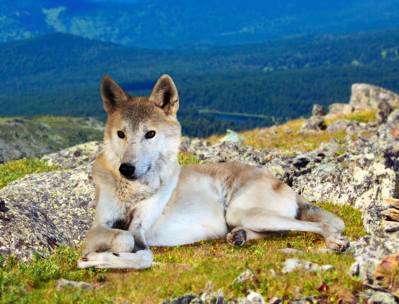Gray wolf sits on stone stock image. Image of lupus, mammal - 66489089