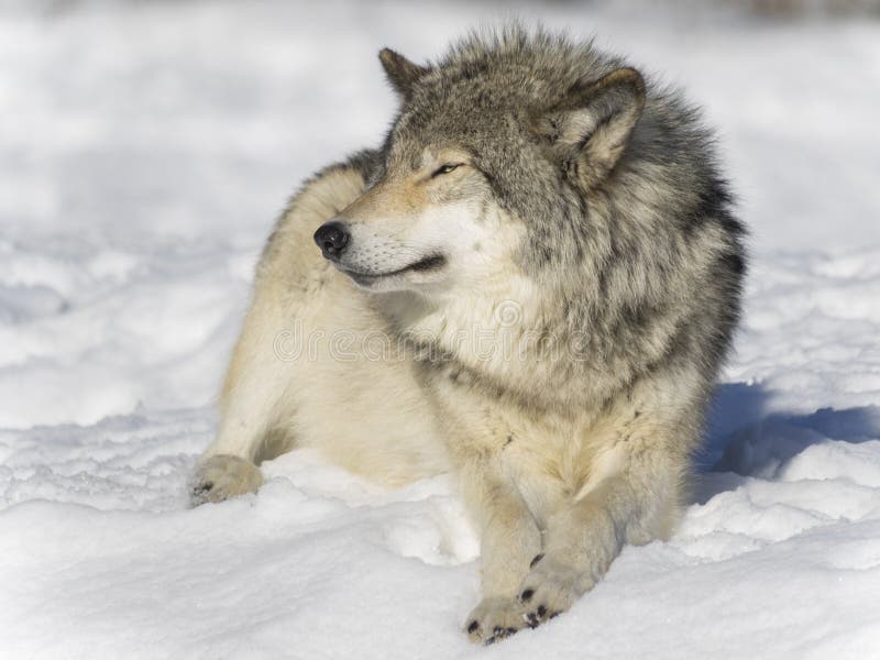 4,751 Wolf Sitting Photos - Free & Royalty-Free Stock Photos from ...