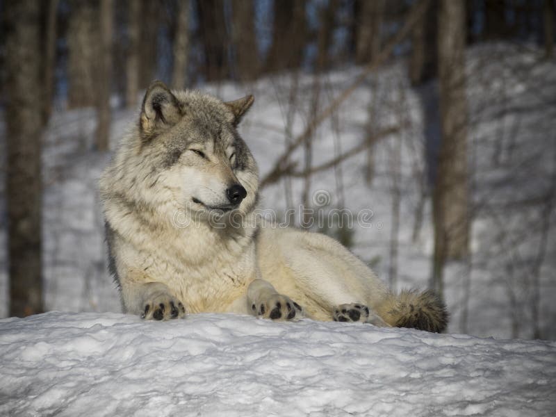 4,751 Wolf Sitting Photos - Free & Royalty-Free Stock Photos from ...