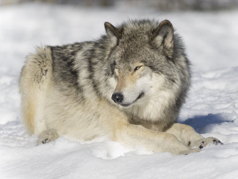 4,751 Wolf Sitting Photos - Free & Royalty-Free Stock Photos from ...