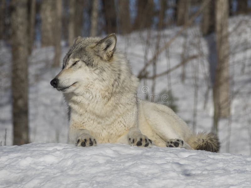 4,751 Wolf Sitting Photos - Free & Royalty-Free Stock Photos from ...