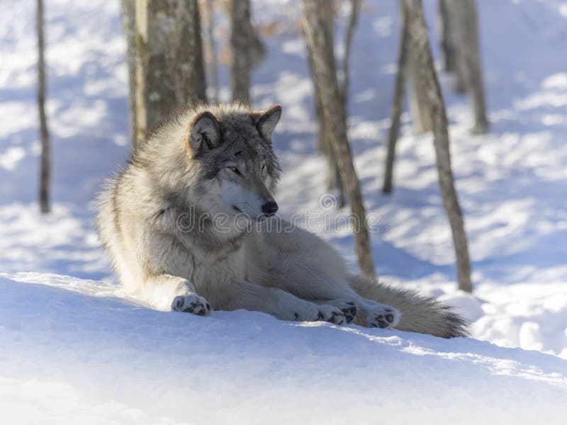 Gray wolf stock photo. Image of sitting, mammal, animal - 72355178