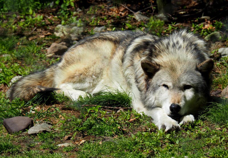 749 Sleeping Wolf Photos - Free & Royalty-Free Stock Photos from Dreamstime