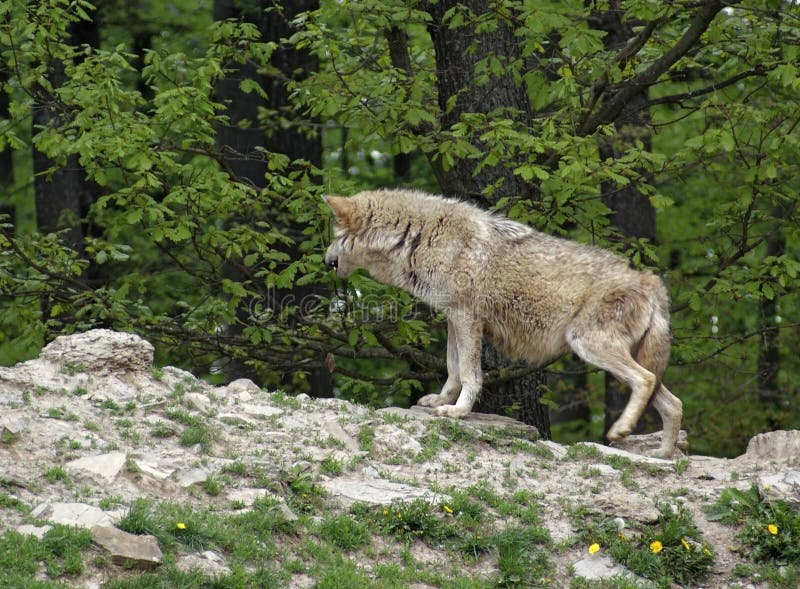 Full Body Wolf Stock Images - Download 151 Royalty Free Photos