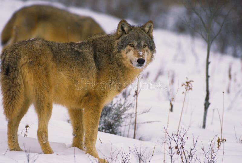 Gray Wolf in Snow stock image. Image of wildlife, snow - 18022499
