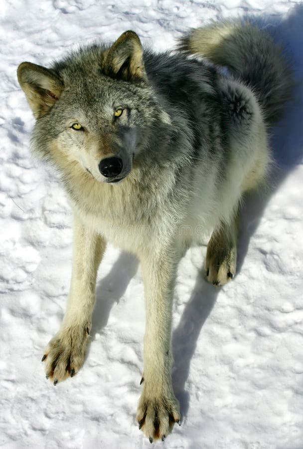 Gray Wolf in the Snow stock photo. Image of living, hairy - 1896626