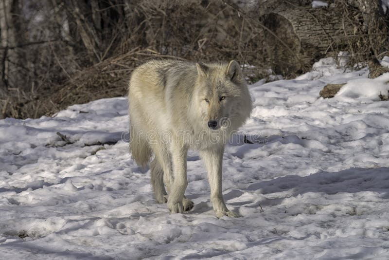 Gray Wolf Walking in Front of Its Den with Snow on the Ground Stock ...