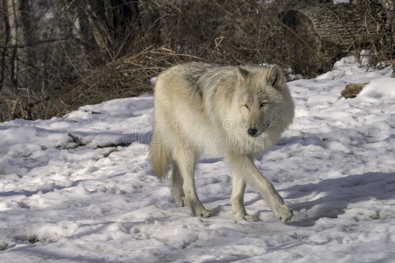 Gray Wolf in the Snow stock photo. Image of wildlife - 129682388