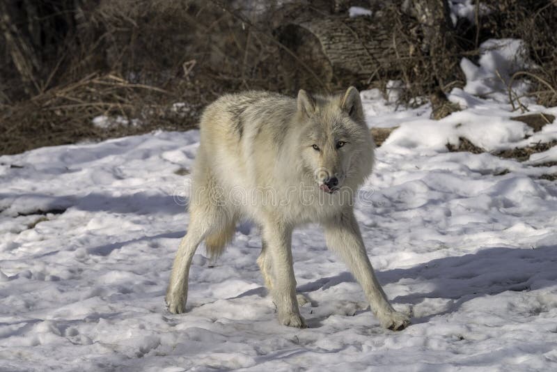 Gray Wolf in the Snow stock photo. Image of wildlife - 129682388