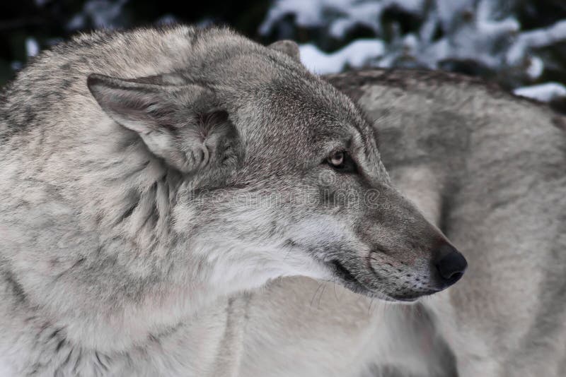 Gray wolf in the snow stock photo. Image of nature, wolf - 134686700