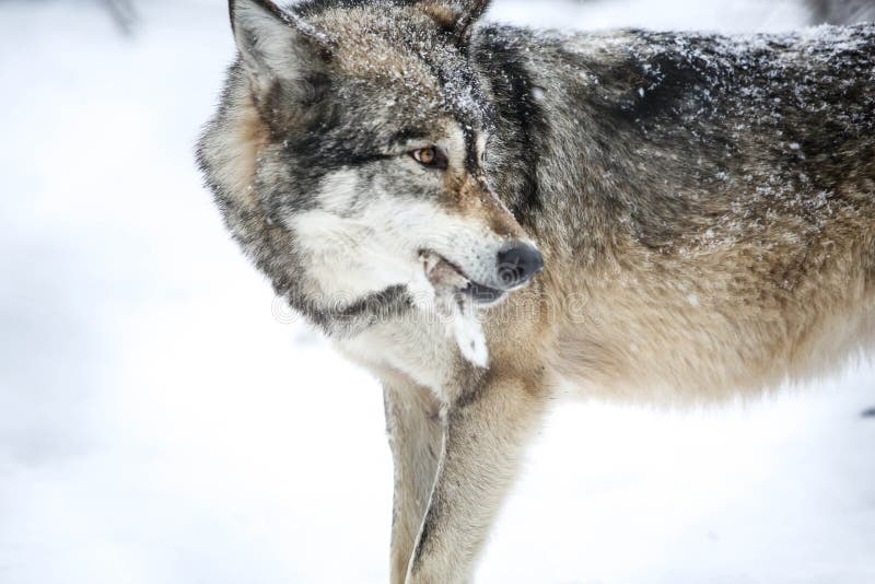 Gray Wolf in the snowfall stock photo. Image of forest - 267600930
