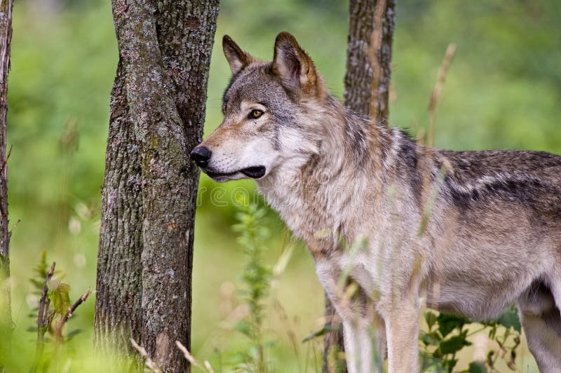 144 Wolf Behind Tree Stock Photos - Free & Royalty-Free Stock Photos ...