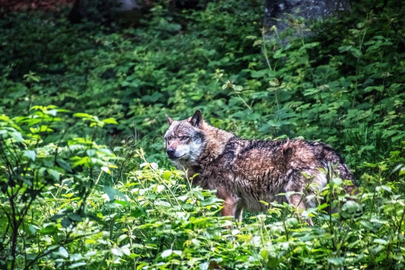 Gray Wolf Standing on the Grass Stock Image - Image of grey, germany ...