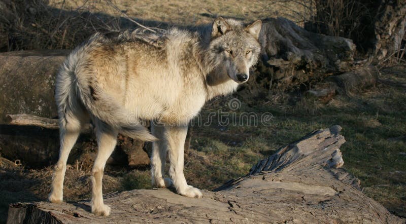 Mexican Gray Wolf Full Body Portrait Stock Image - Image of predator ...