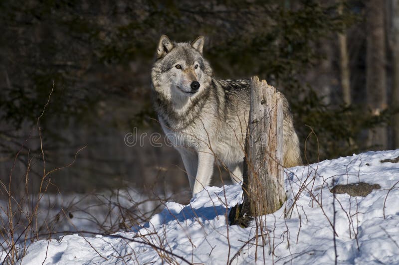 Gray Wolf Standing in the Snow. Stock Photo - Image of grey, gray ...