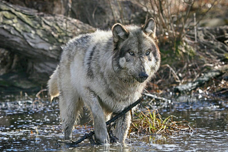 Gray Wolf Standing in a Swamp Stock Image - Image of predator, grey ...