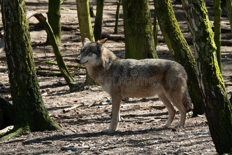 Gray Wolf Stands and Looks Towards Forest Stock Image - Image of lupus ...