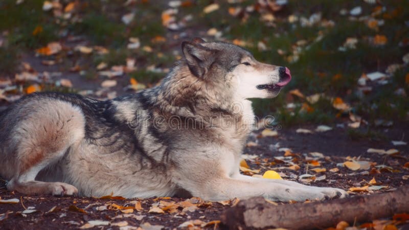 Gray Wolf Stretching and Yawning in the Forest Stock Video - Video of ...
