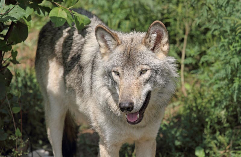 Gray wolf during summer stock photo. Image of beauty - 26220410