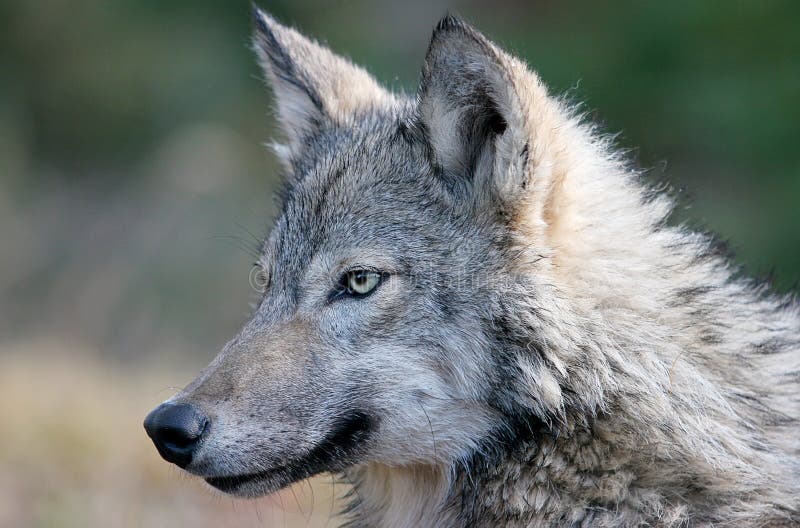 Profile of gray fox stock image. Image of copy, edge - 20965701