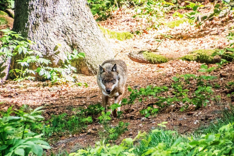 Gray Wolf Walking through Forest Stock Photo - Image of bayerischer ...