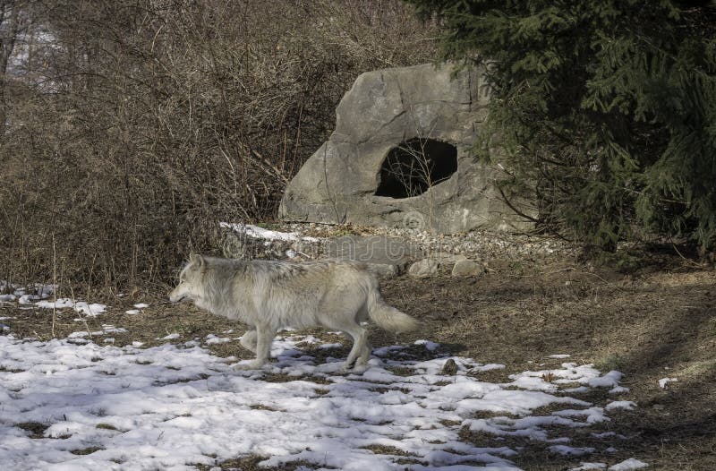 Arctic Wolf Den Stock Photos - Free & Royalty-Free Stock Photos from ...
